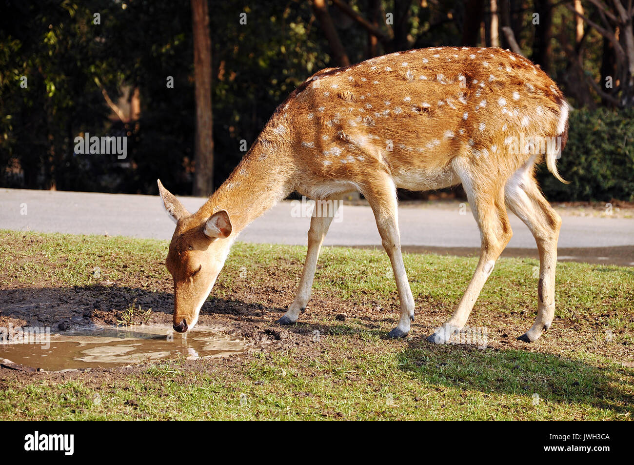 The Sika Deer, Cervus nippon, also known as the Spotted Deer or the ...