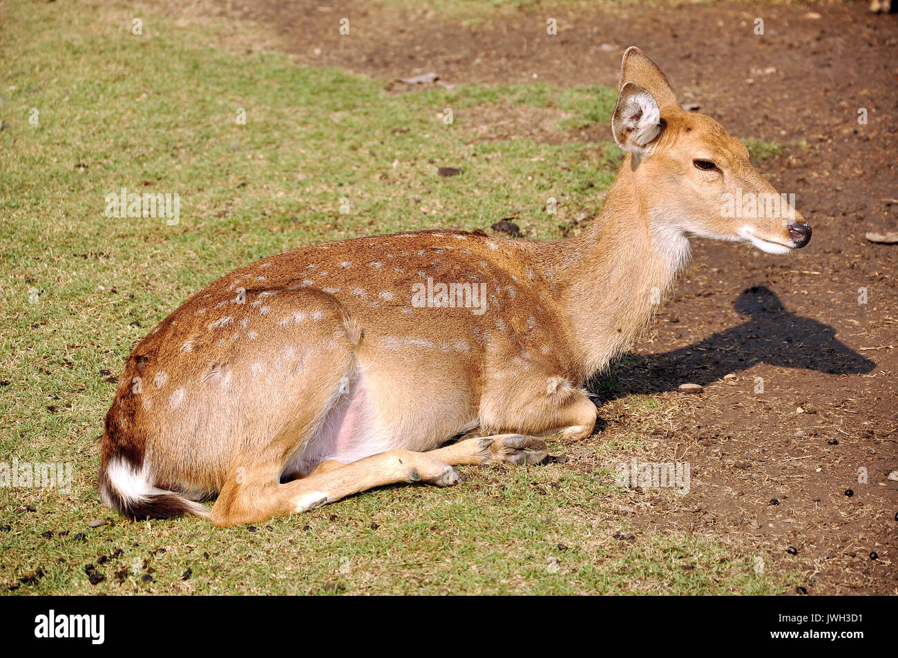 The Sika Deer, Cervus nippon, also known as the Spotted Deer or the ...