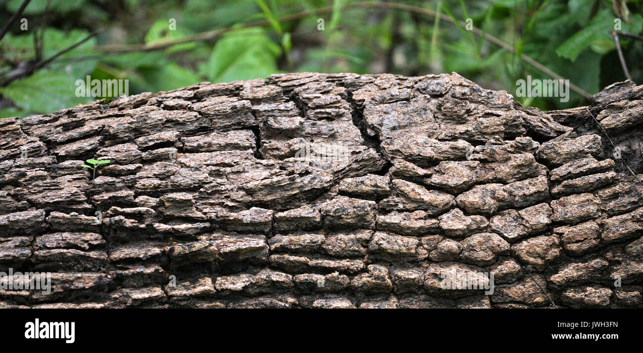 Woody plants hi-res stock photography and images - Alamy