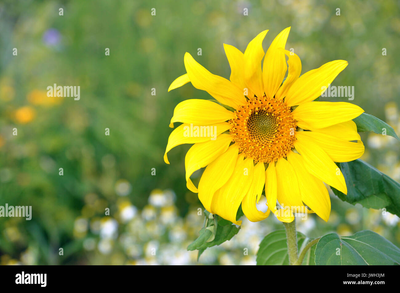 Rough hairy hi-res stock photography and images - Alamy