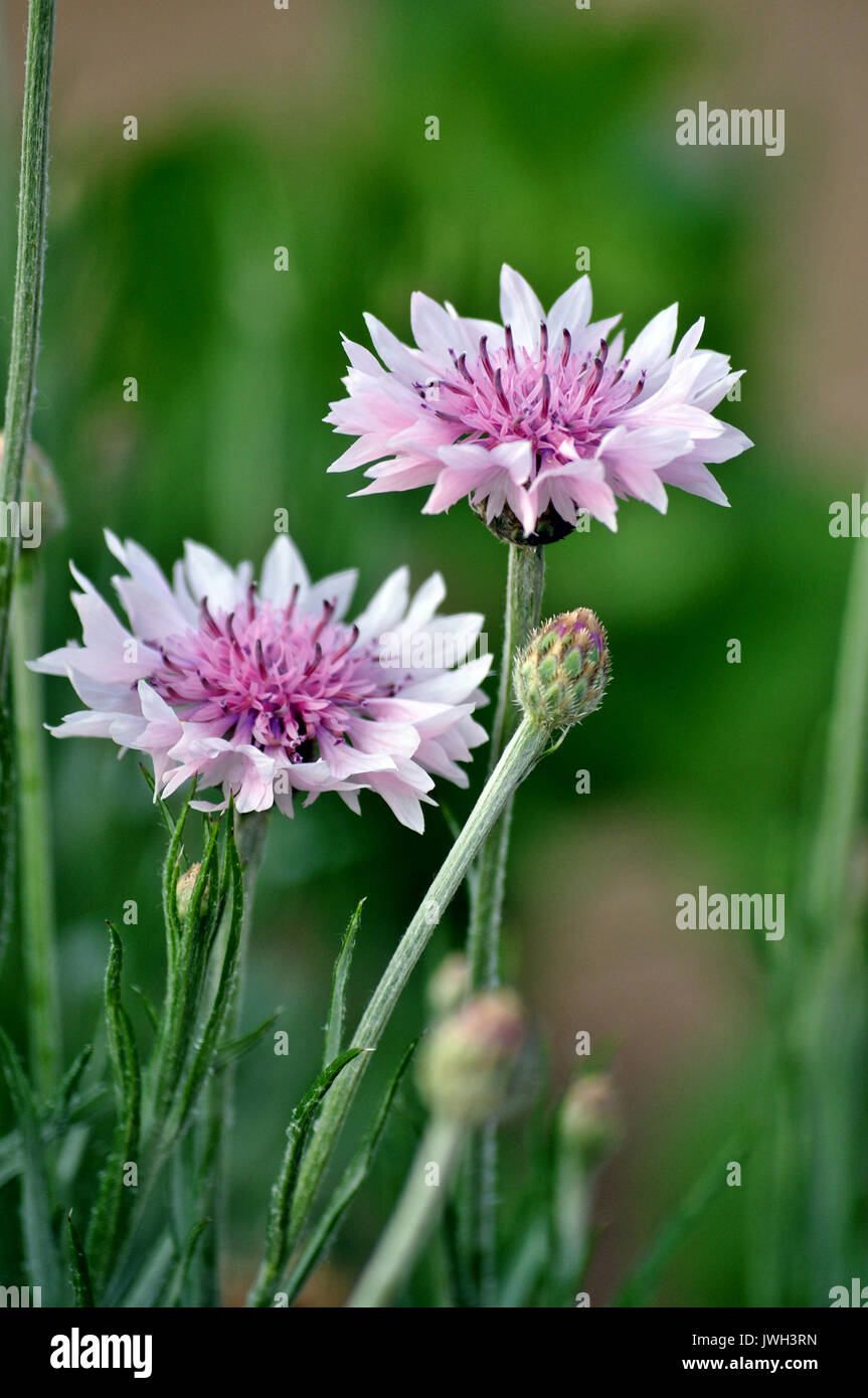 Centaurea is a genus of between 350 and 600 species of herbaceous ...