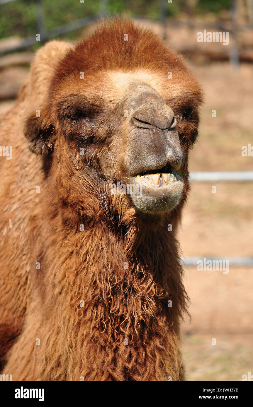 The Bactrian camel is a large, even-toed ungulate native to the steppes ...