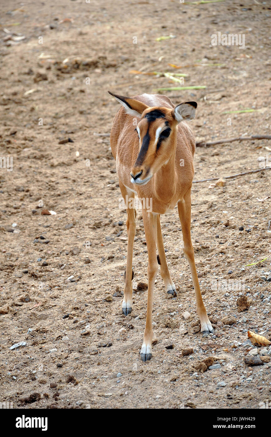 The name impala comes from the Zulu language meaning "gazelle Stock ...