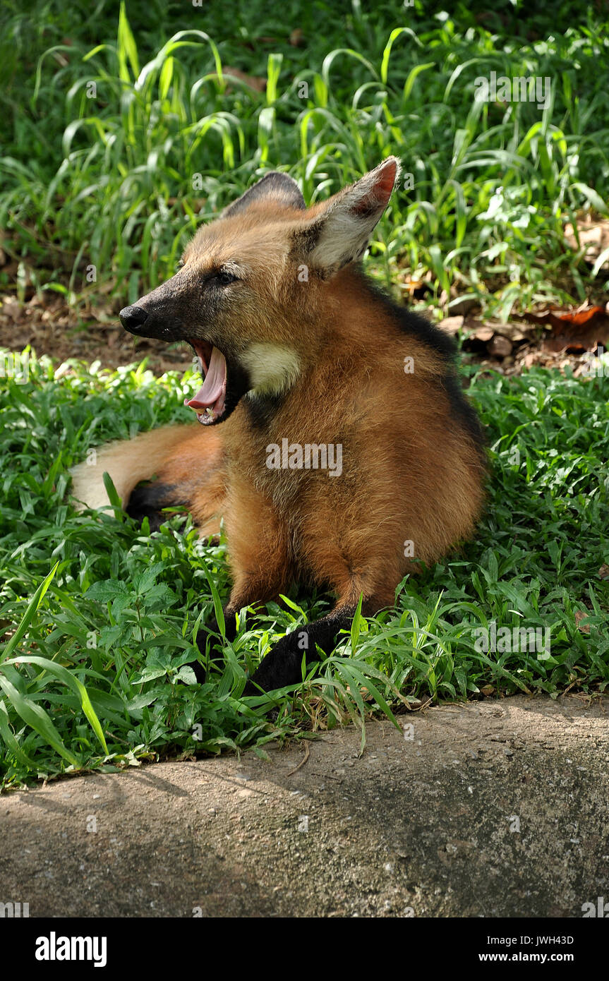 The maned wolf has often been described as "a red fox on stilts" owing ...