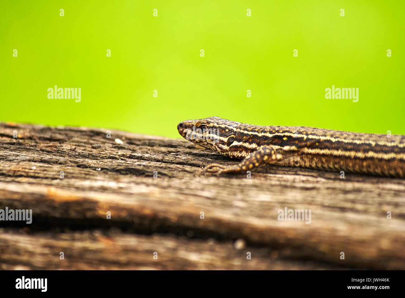 Lizard resting on the wood with green background Stock Photo - Alamy