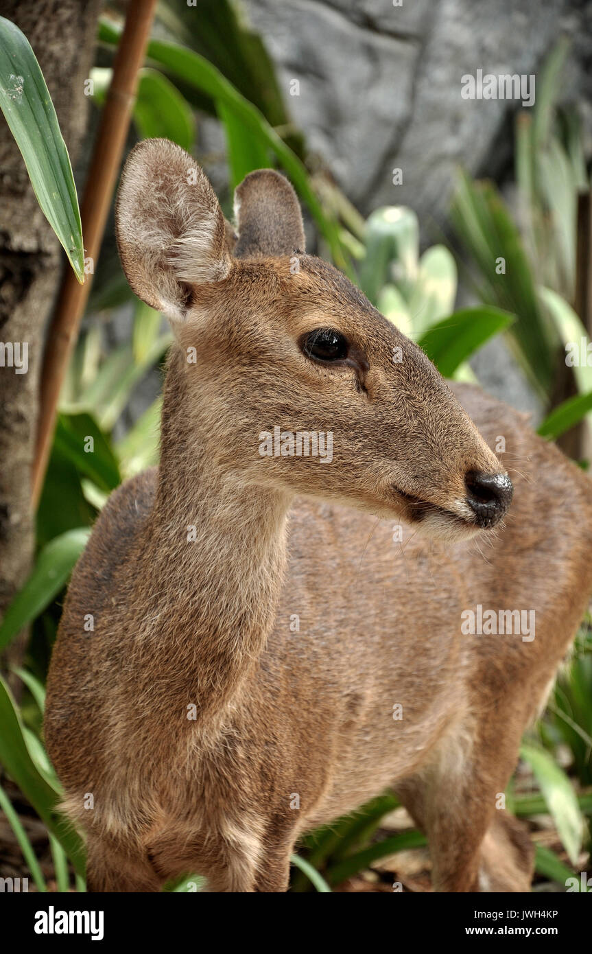 The Hog Deer is a small deer whose habitat ranges from Pakistan ...