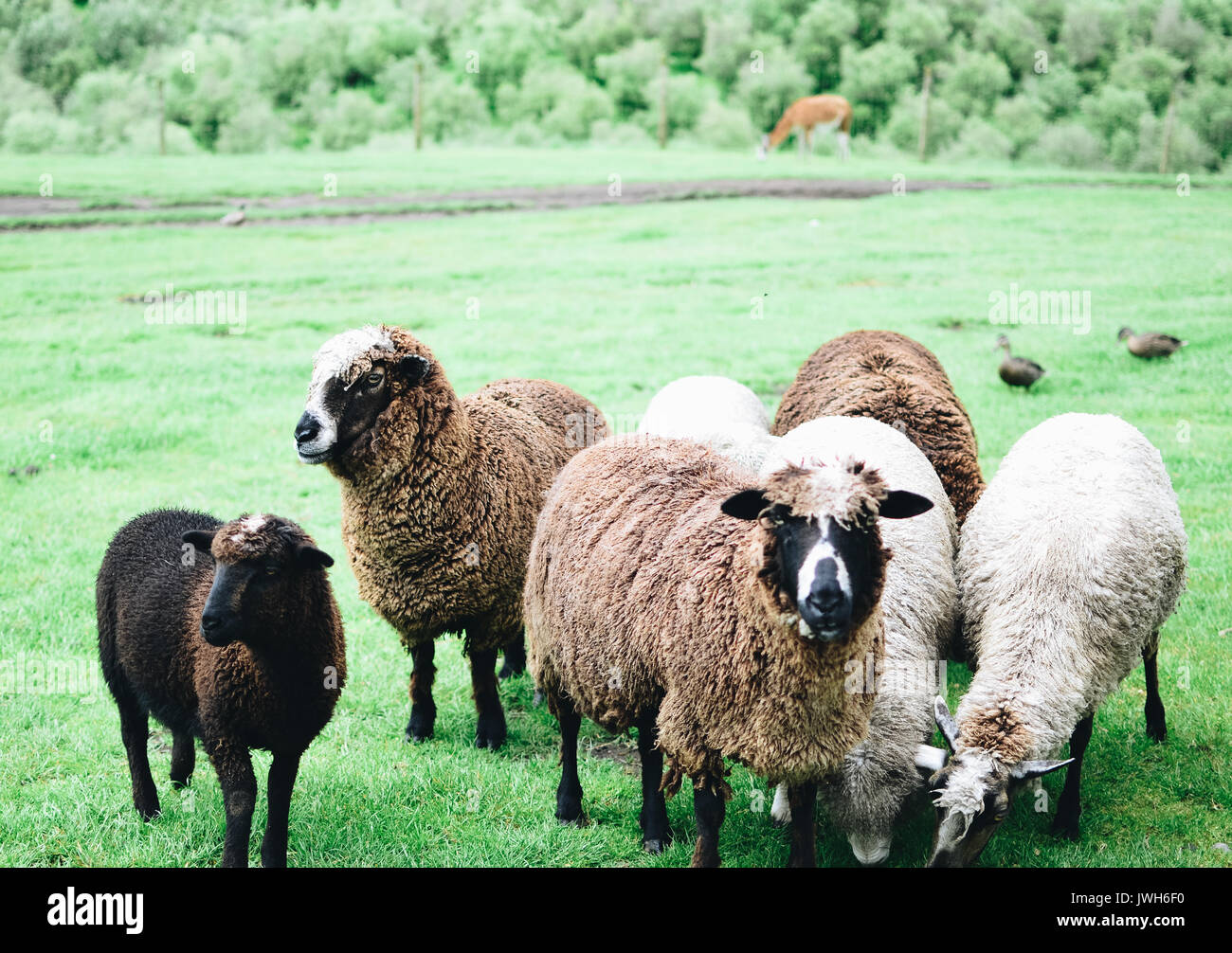 Domestic sheep flock cattle hi-res stock photography and images - Alamy