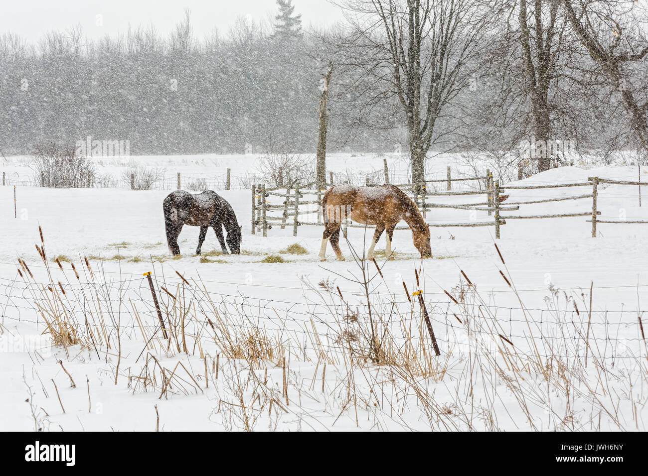 Landscape horses snow hi-res stock photography and images - Alamy