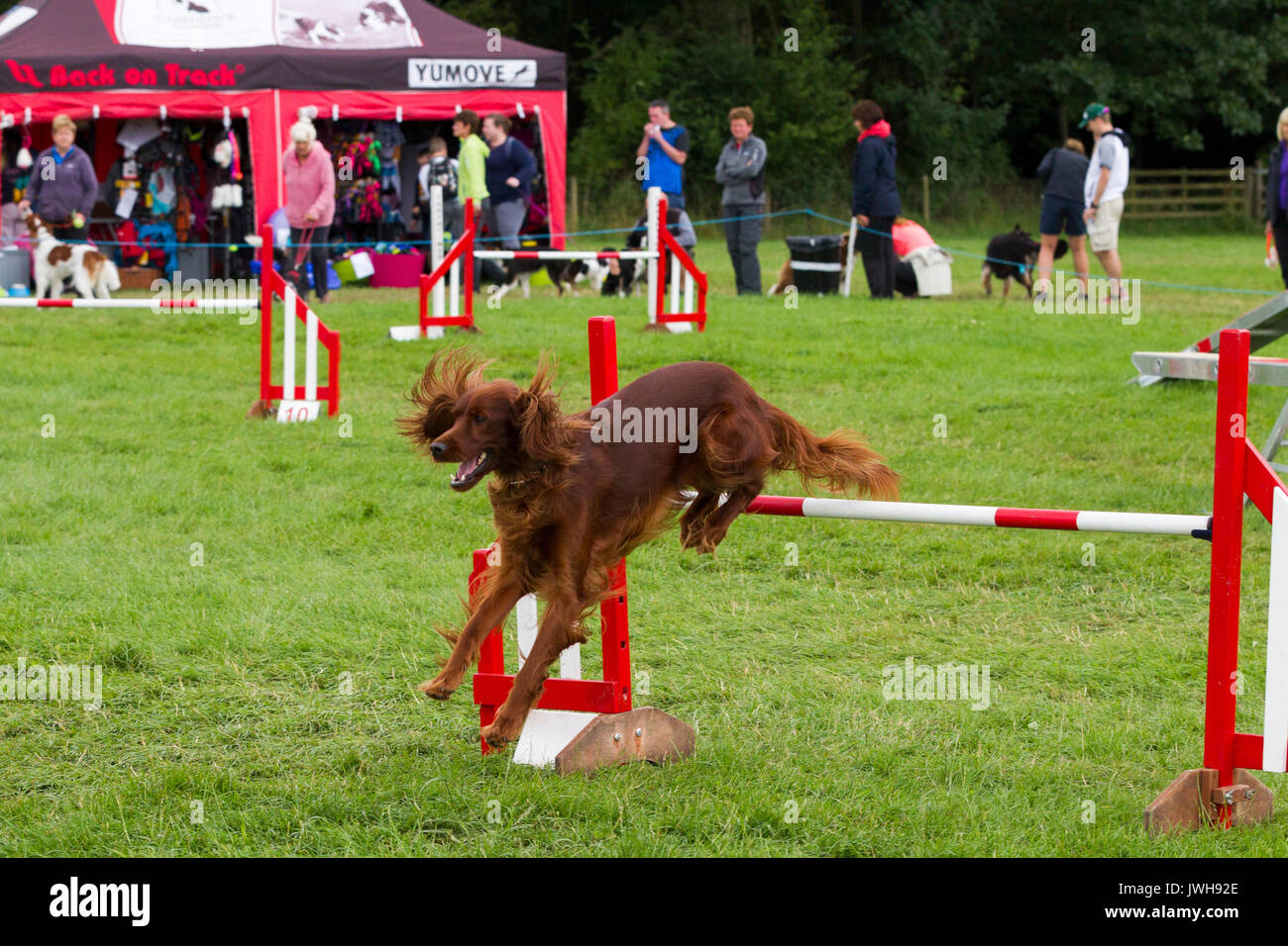 Dogs competing agility course hi-res stock photography and images - Alamy
