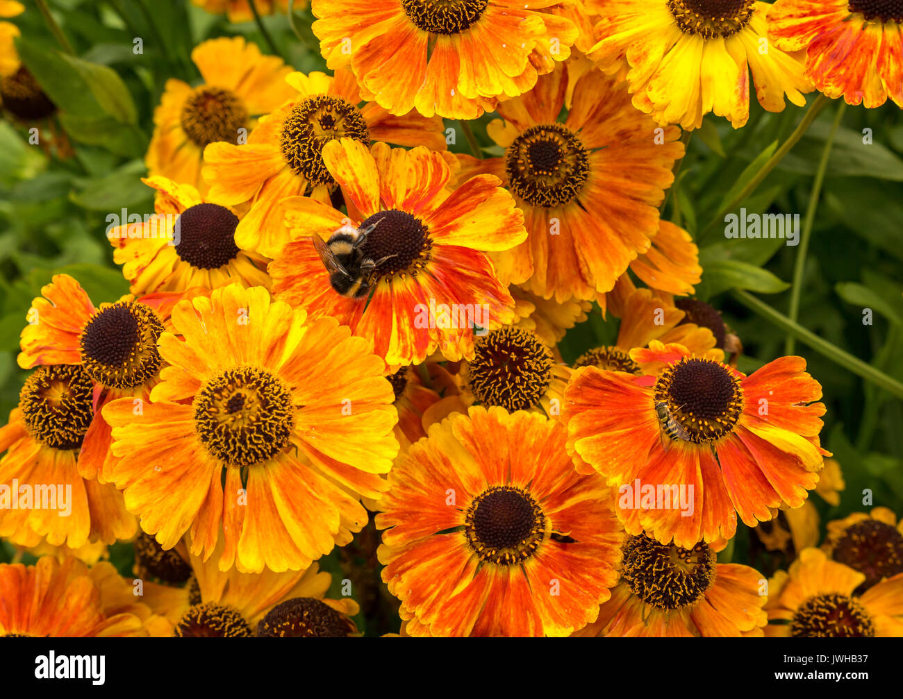 Bright orange flowers of Helenium sneezeweed, Sahin's Early Flowerer ...