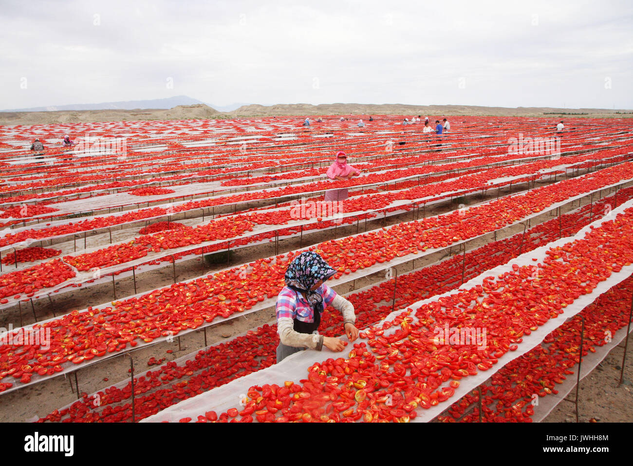 Beijing, China. 8th Aug, 2017. Workers dry tomatoes in Bayingol ...