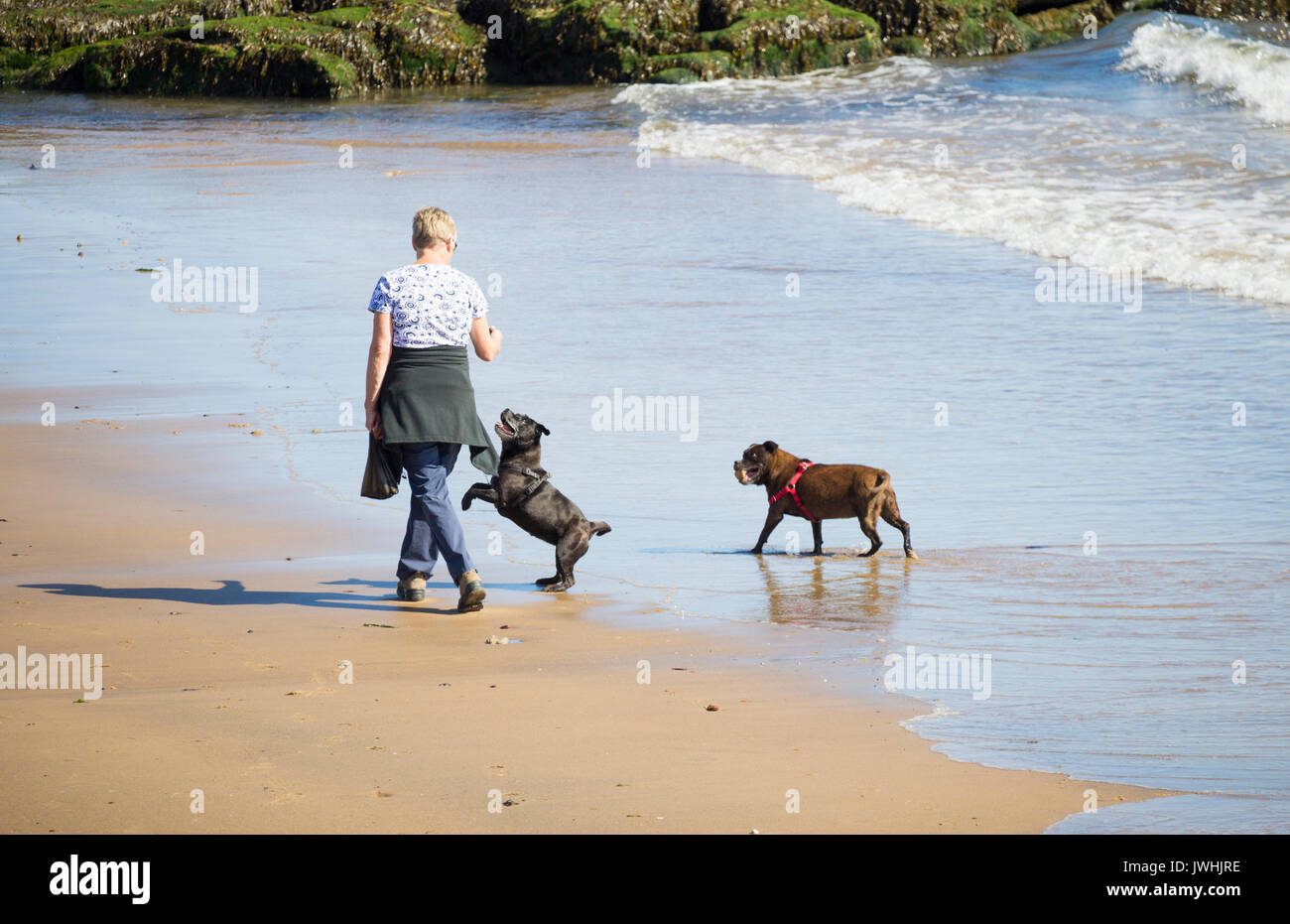 Dog walker on beach Stock Photo - Alamy