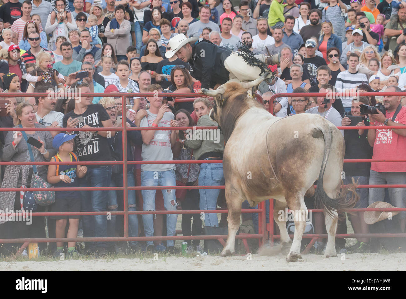 Komarom, Hungary. 12th Aug, 2017. An angry bull attacks the rider ...