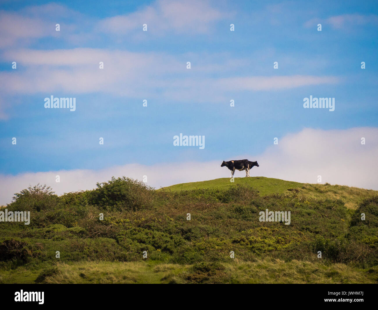 Two headed cow hi-res stock photography and images - Alamy