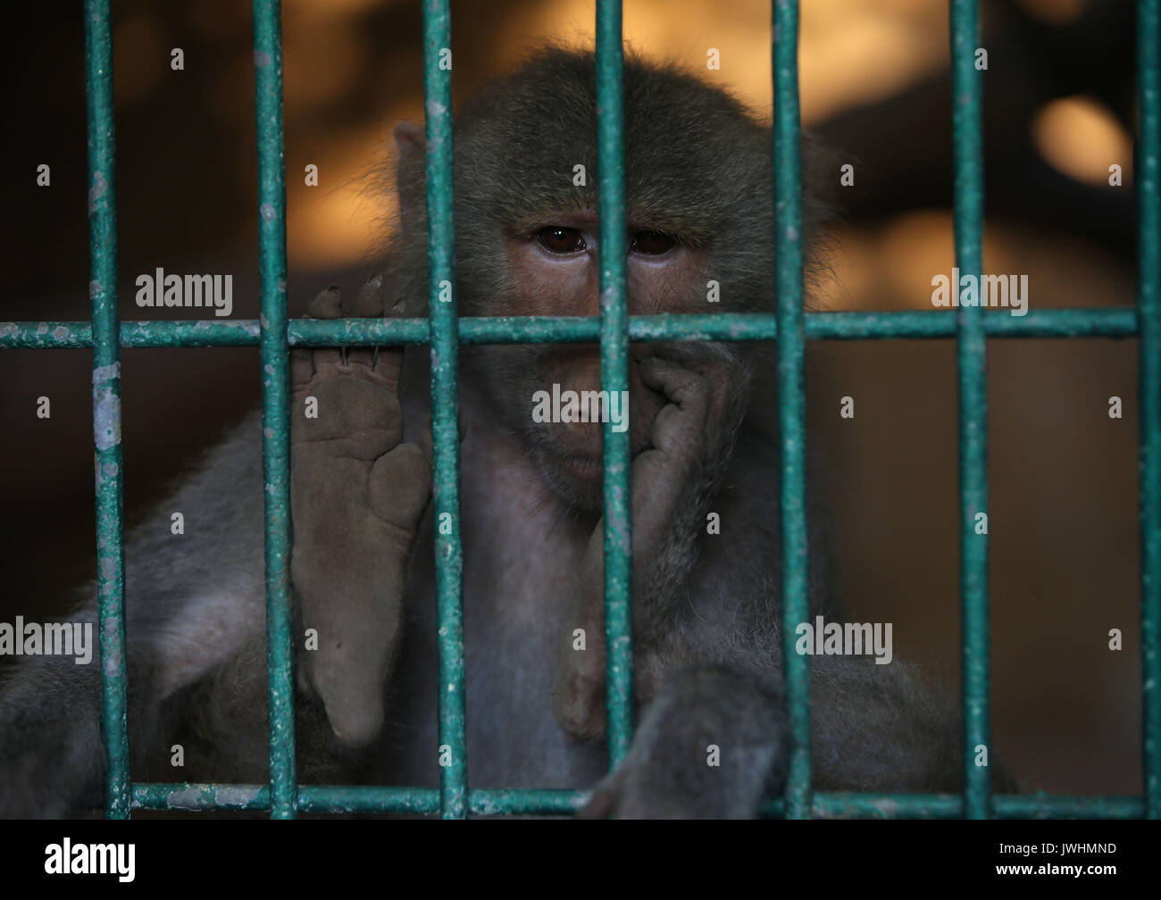 Qalqilya, Qalqilya. 12th Aug, 2017. A monkey is seen at the Qalqilya ...