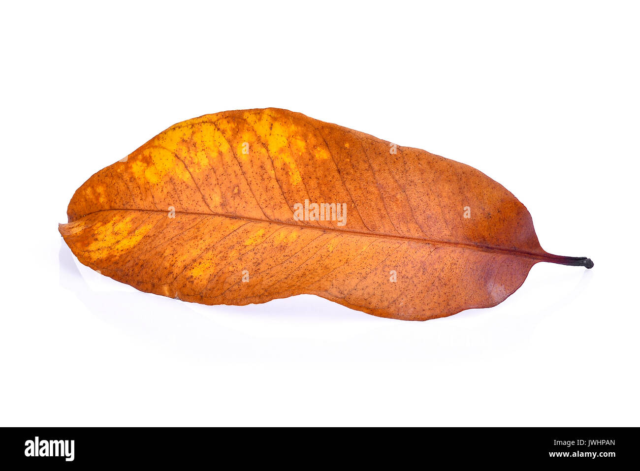 autumn leaf isolated on white background Stock Photo - Alamy