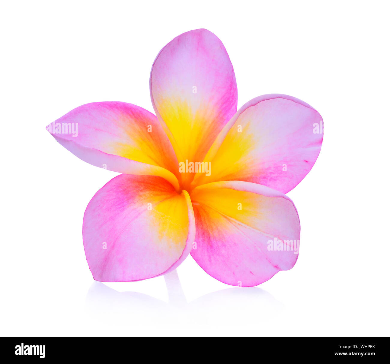 frangipani flowers isolated on white background Stock Photo - Alamy