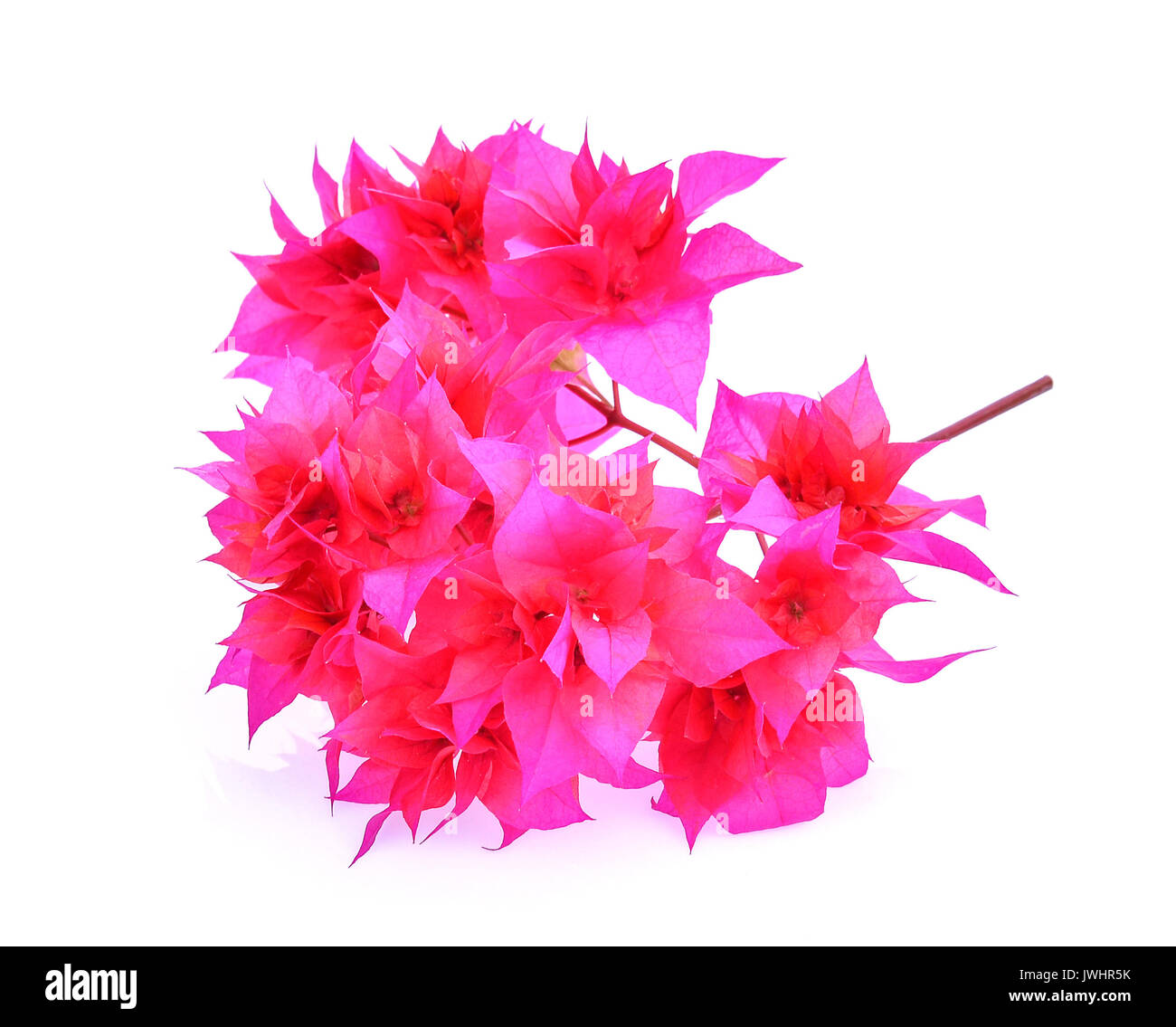 Purple bougainvillea flowers on Cut Out Stock Images & Pictures - Alamy