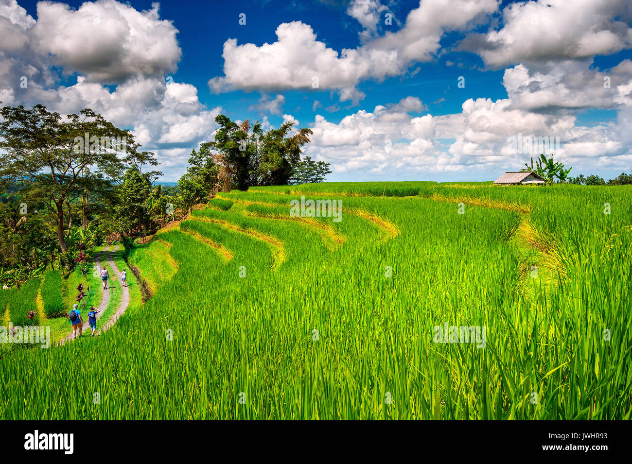 Rice fields in Bali island, Indonesia Stock Photo - Alamy