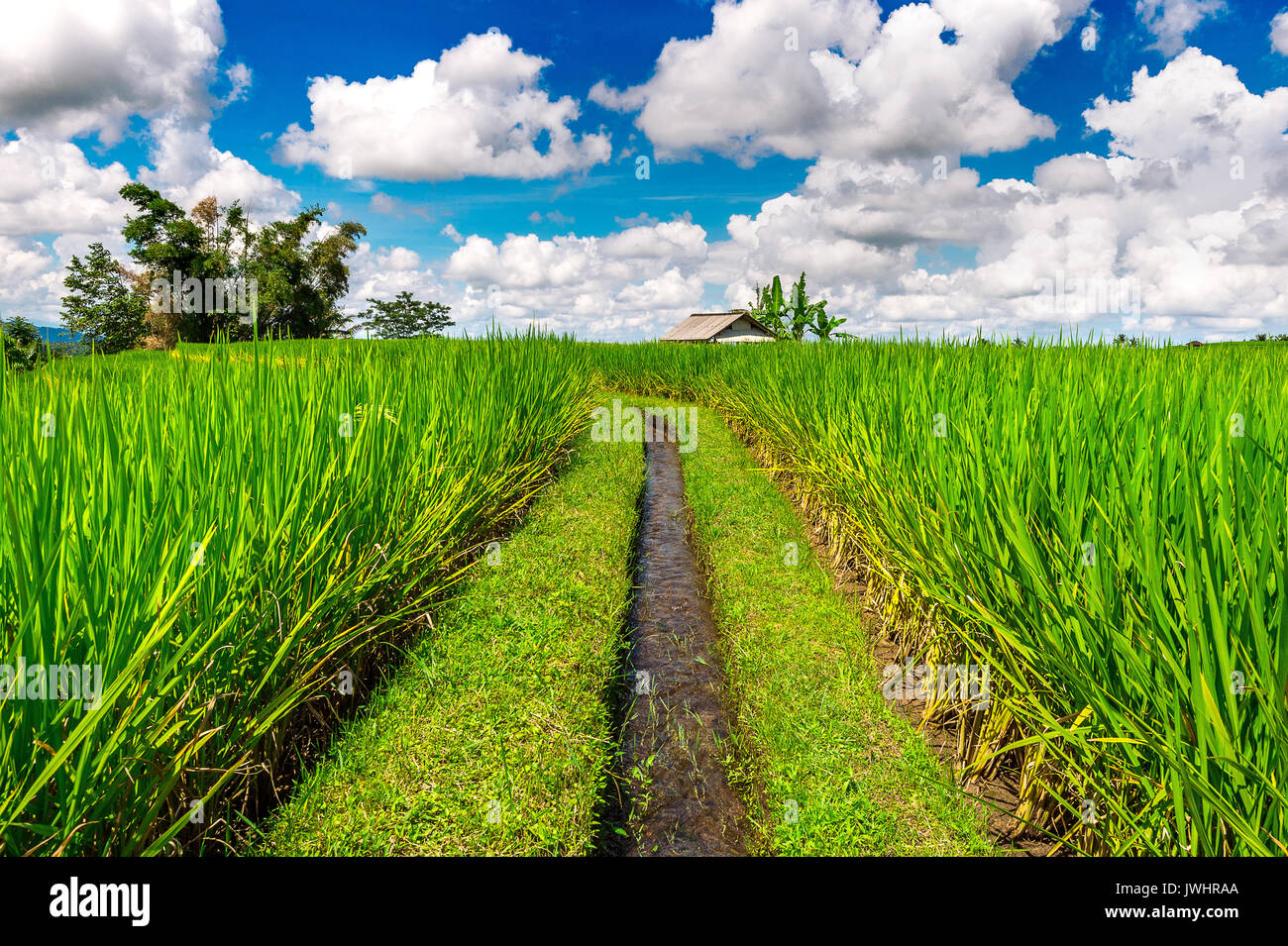 Rice fields in Bali island, Indonesia Stock Photo - Alamy