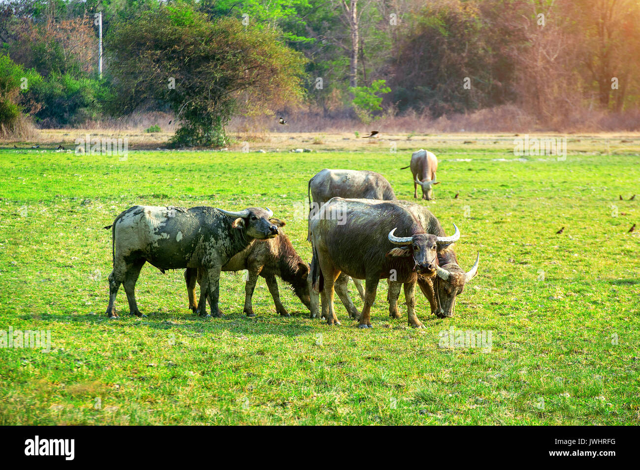 Bull in rice field in hi-res stock photography and images - Alamy