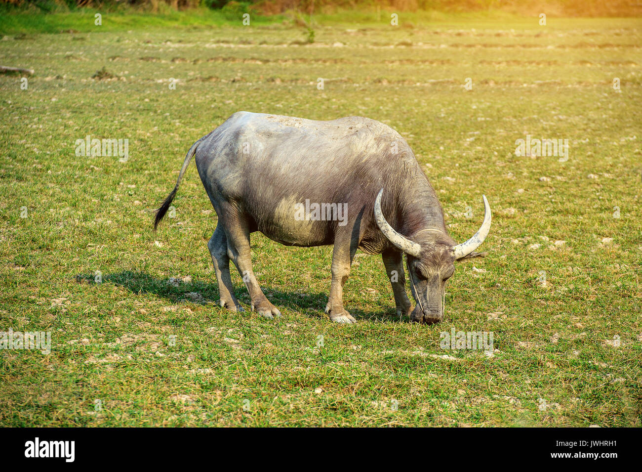Buffalo in the field Stock Photo - Alamy