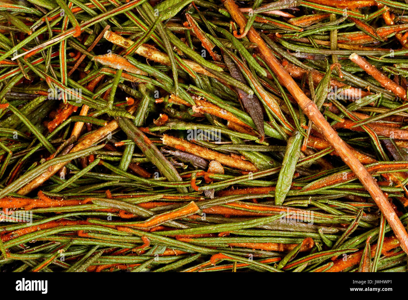 Marsh Northern Labrador Tea Ledum palustre Stock Photo - Alamy