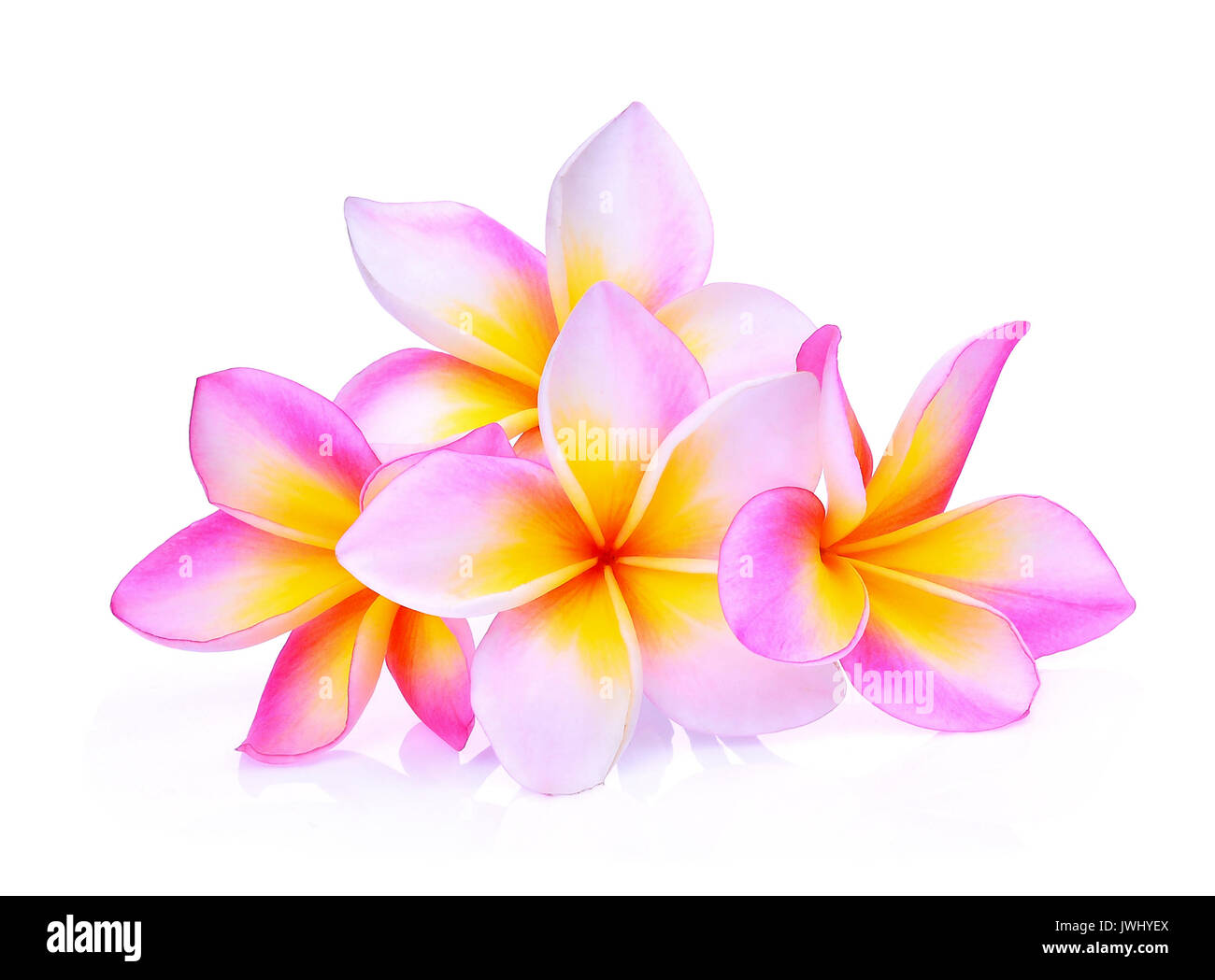 frangipani flowers isolated on white background Stock Photo - Alamy