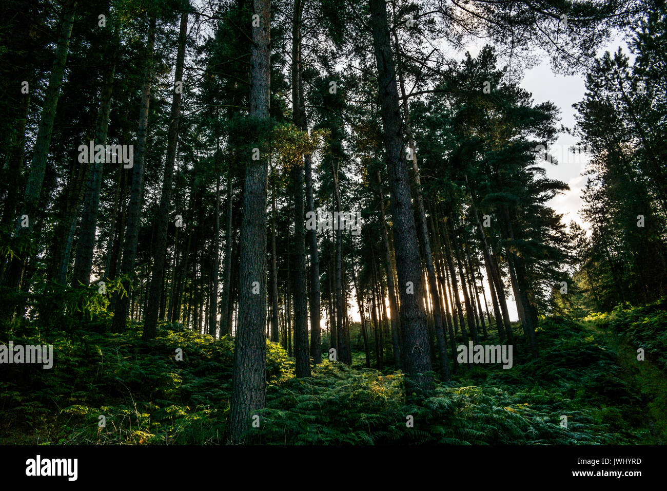 Forest tall trees sunset hi-res stock photography and images - Alamy