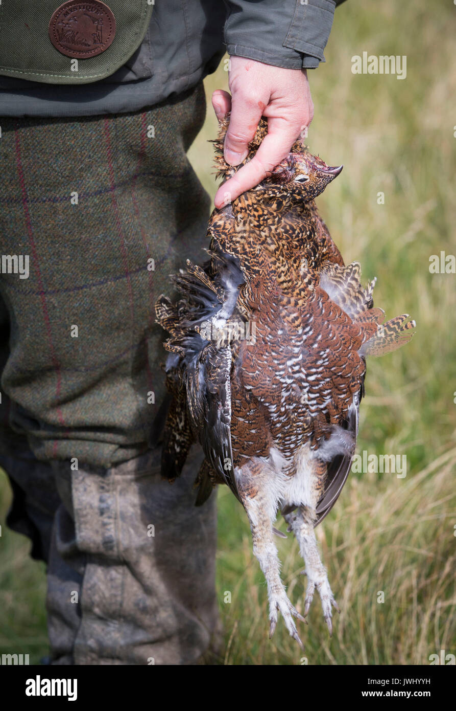 A shot grouse on Lofthouse Moor in North Yorkshire as the Glorious 12th ...