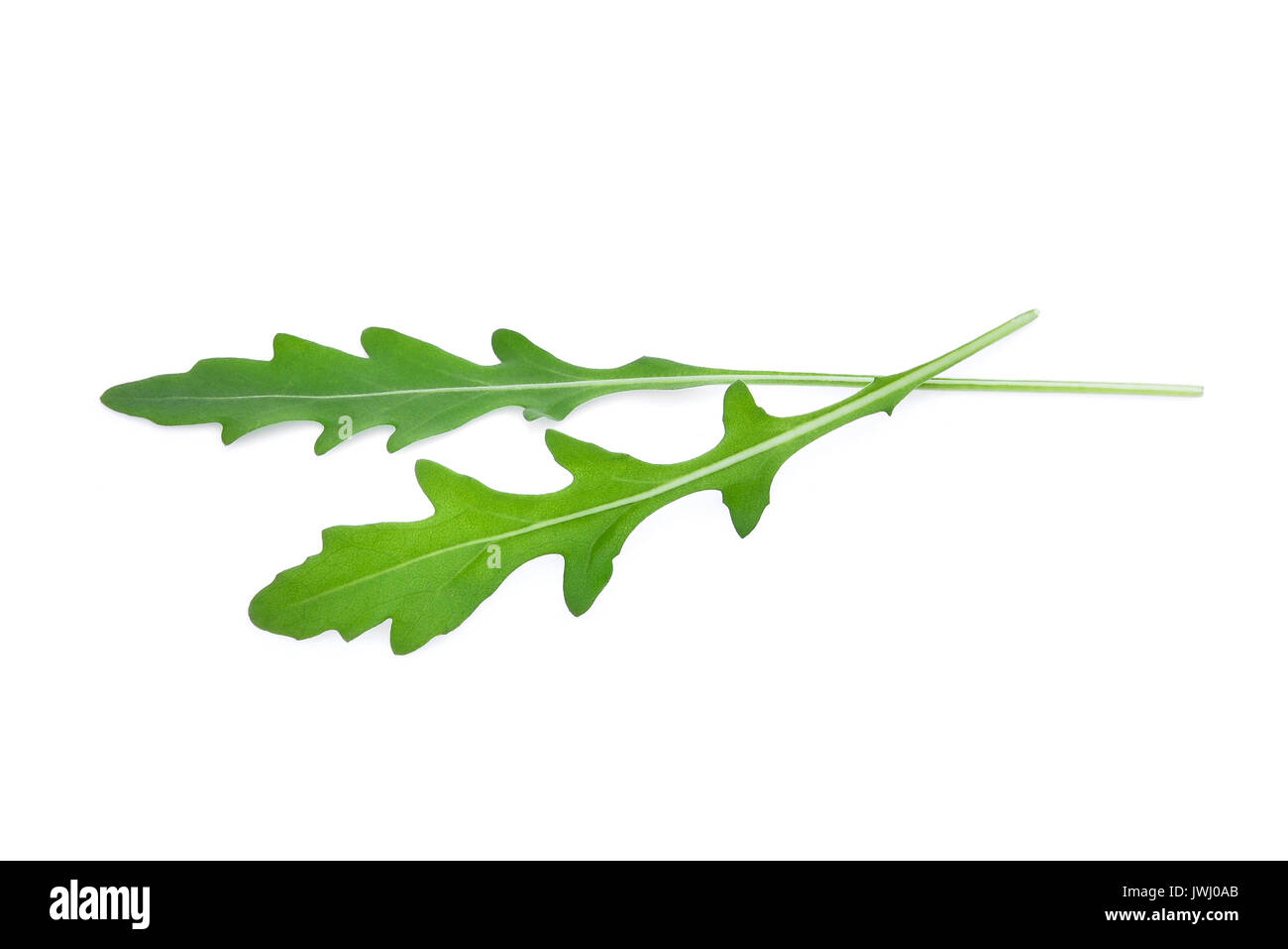 wild rocket leaves isolated on white backbground Stock Photo - Alamy