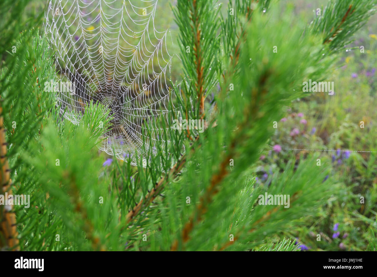 Large spider web in tree hi-res stock photography and images - Alamy