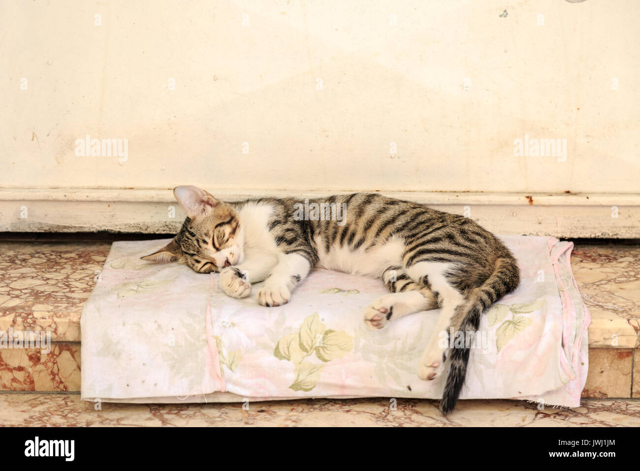 Skinny young street kitten hi-res stock photography and images - Alamy