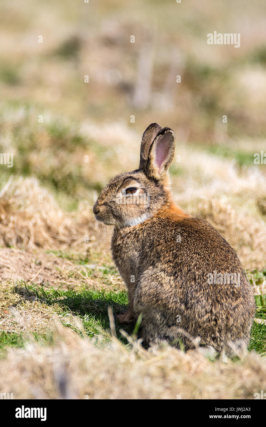 Rabbit tail wild uk hi-res stock photography and images - Alamy