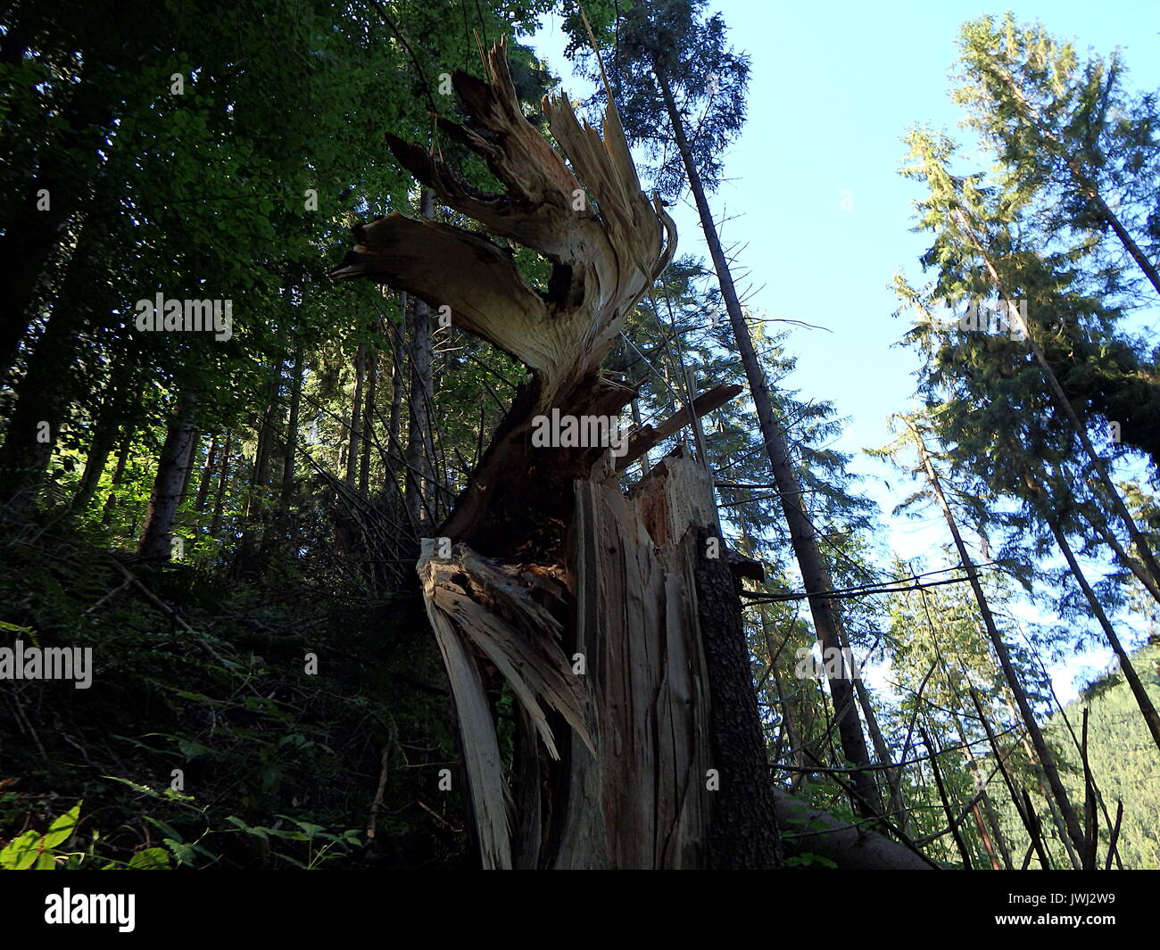 Broken tree by a wind, hurricane, Storm damage Stock Photo - Alamy
