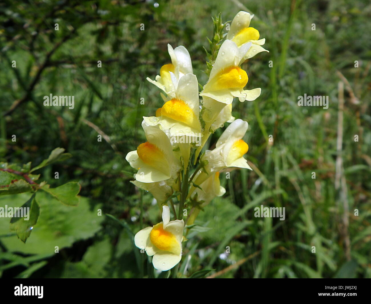 common toadflax - flower, (Linaria vulgaris), Yellow flower Stock Photo ...