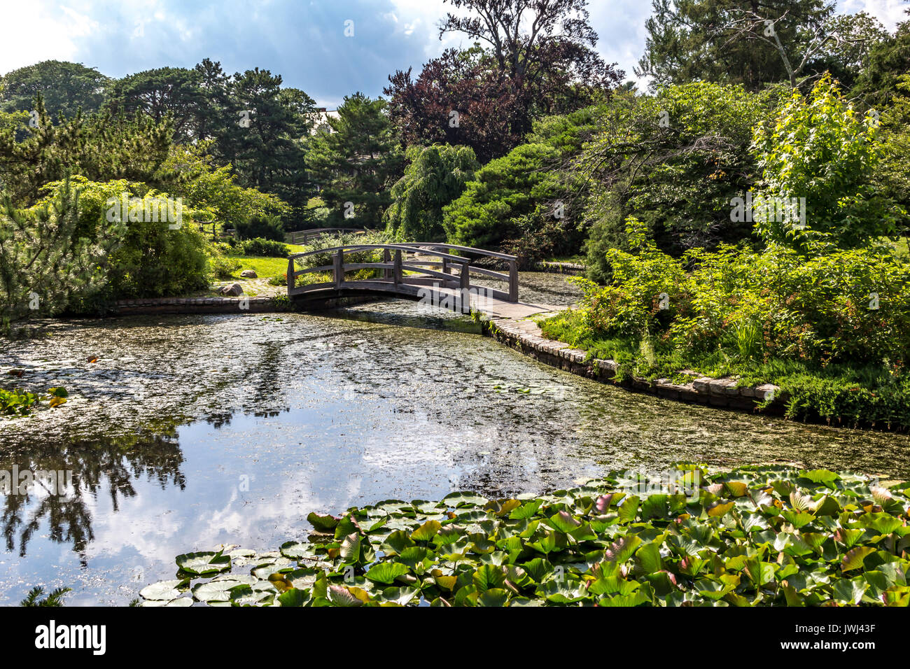 Japanese maple trees bridge hi-res stock photography and images - Alamy