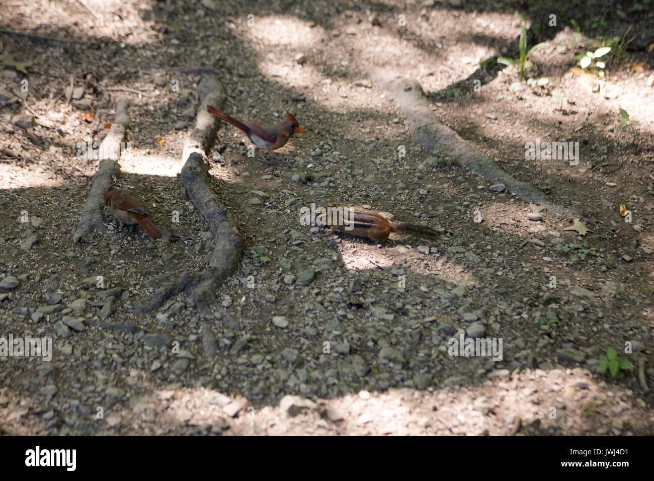 Full cheeks rodent hi-res stock photography and images - Alamy
