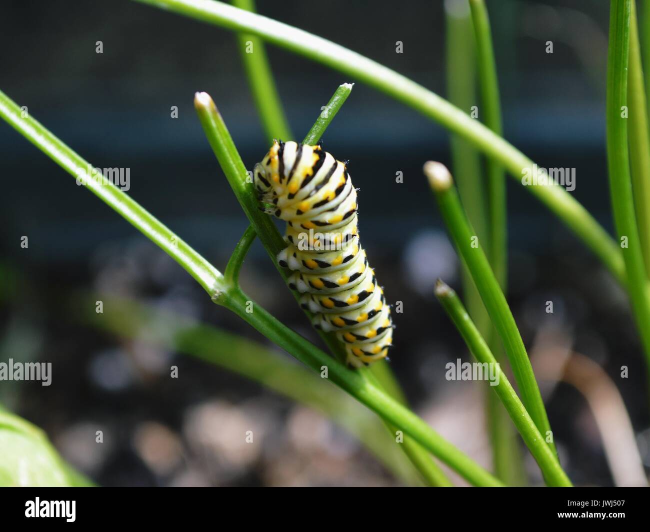 Garden caterpillar hi-res stock photography and images - Alamy