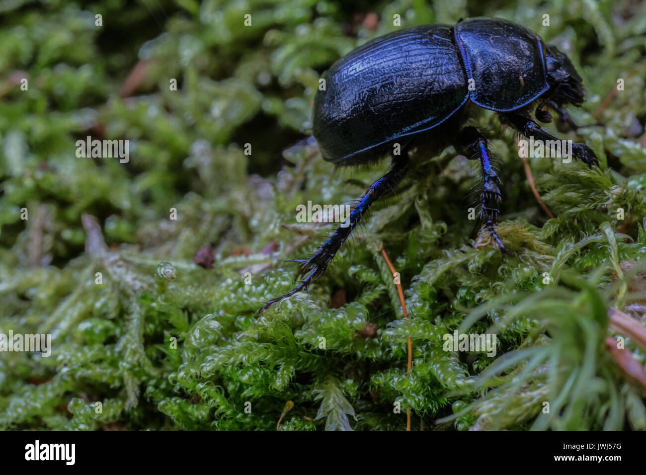 Bug on its way Stock Photo - Alamy