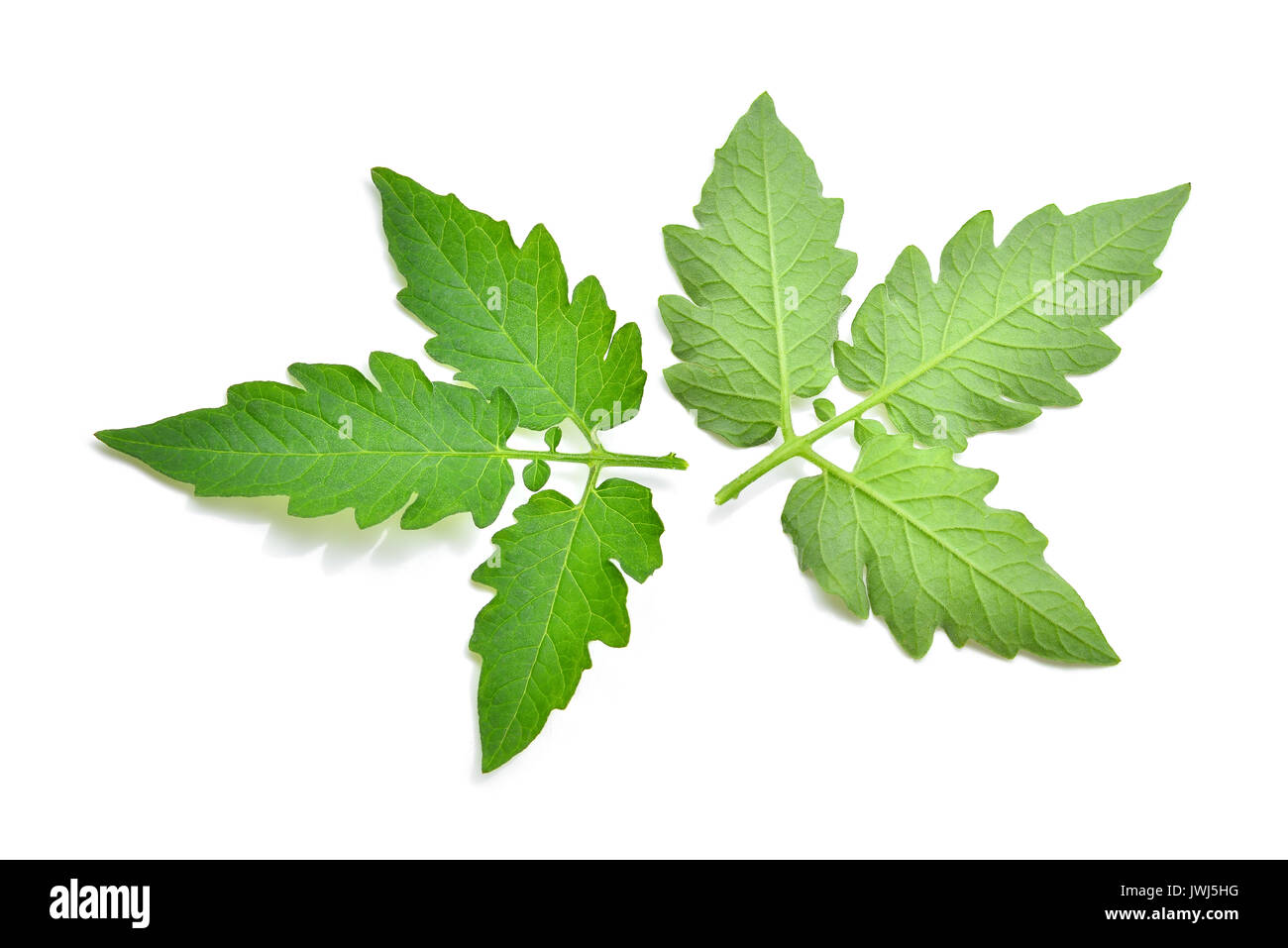 green tomato leaves isolated on white background Stock Photo - Alamy