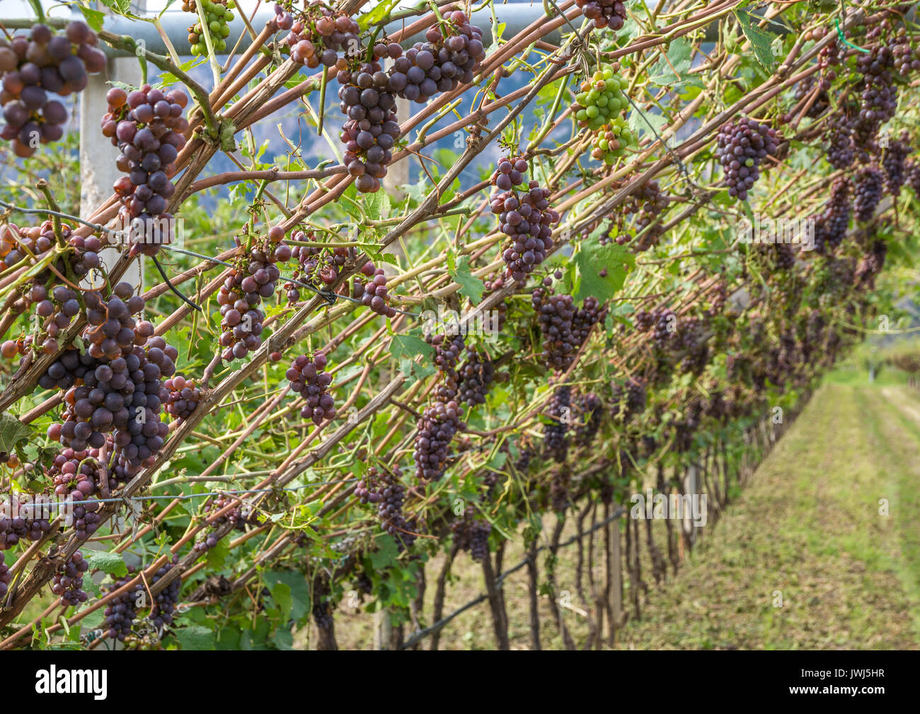 Vineyard and grapes damaged after severe storm with hail destroying the ...