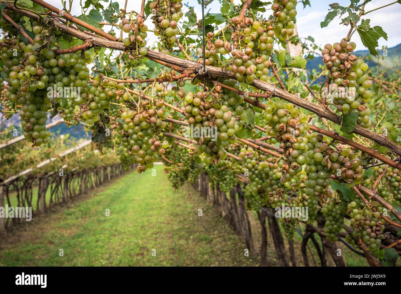 Vineyard and grapes damaged after severe storm with hail destroying the ...