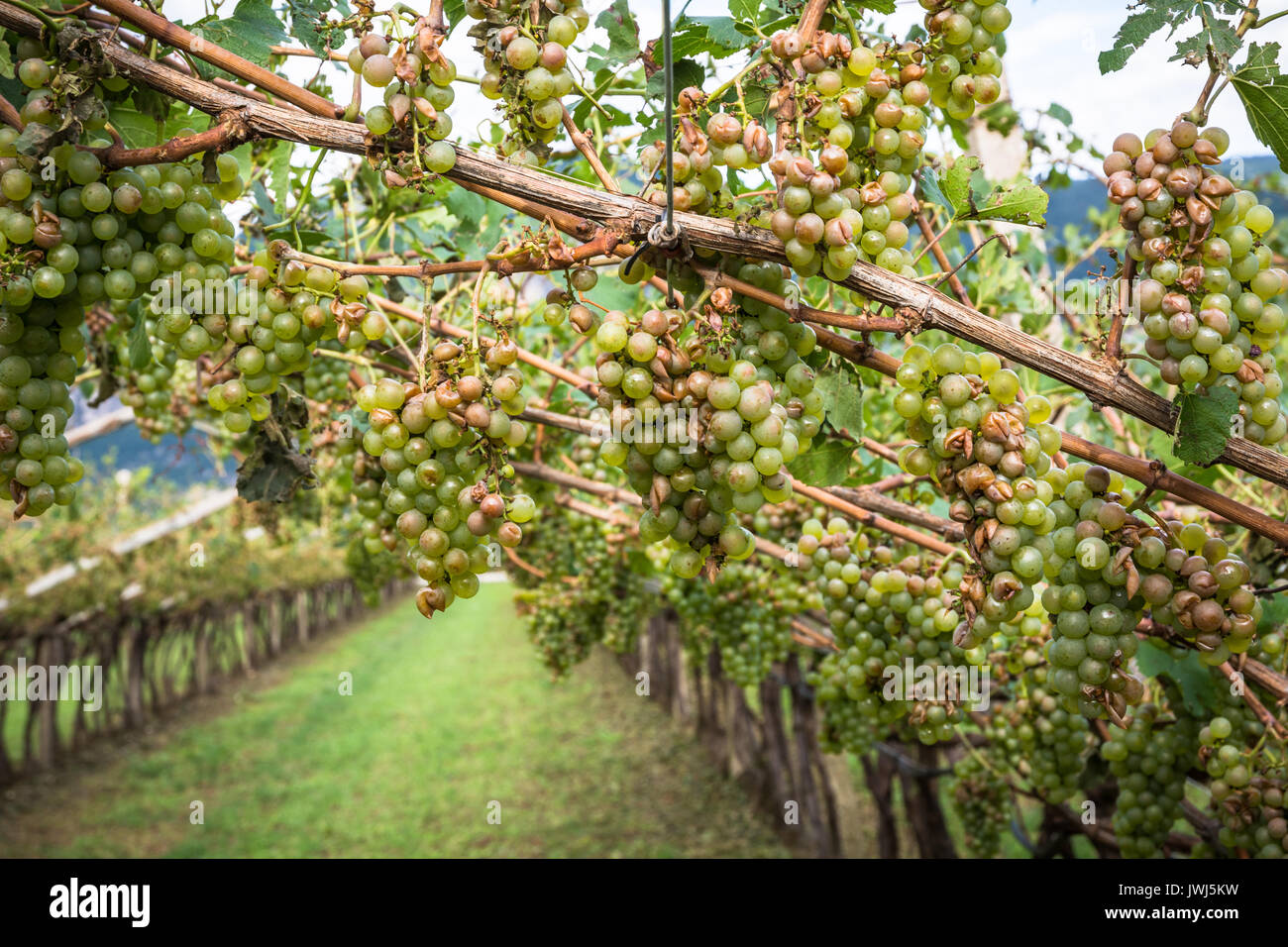 Severe hailstorms hi-res stock photography and images - Alamy