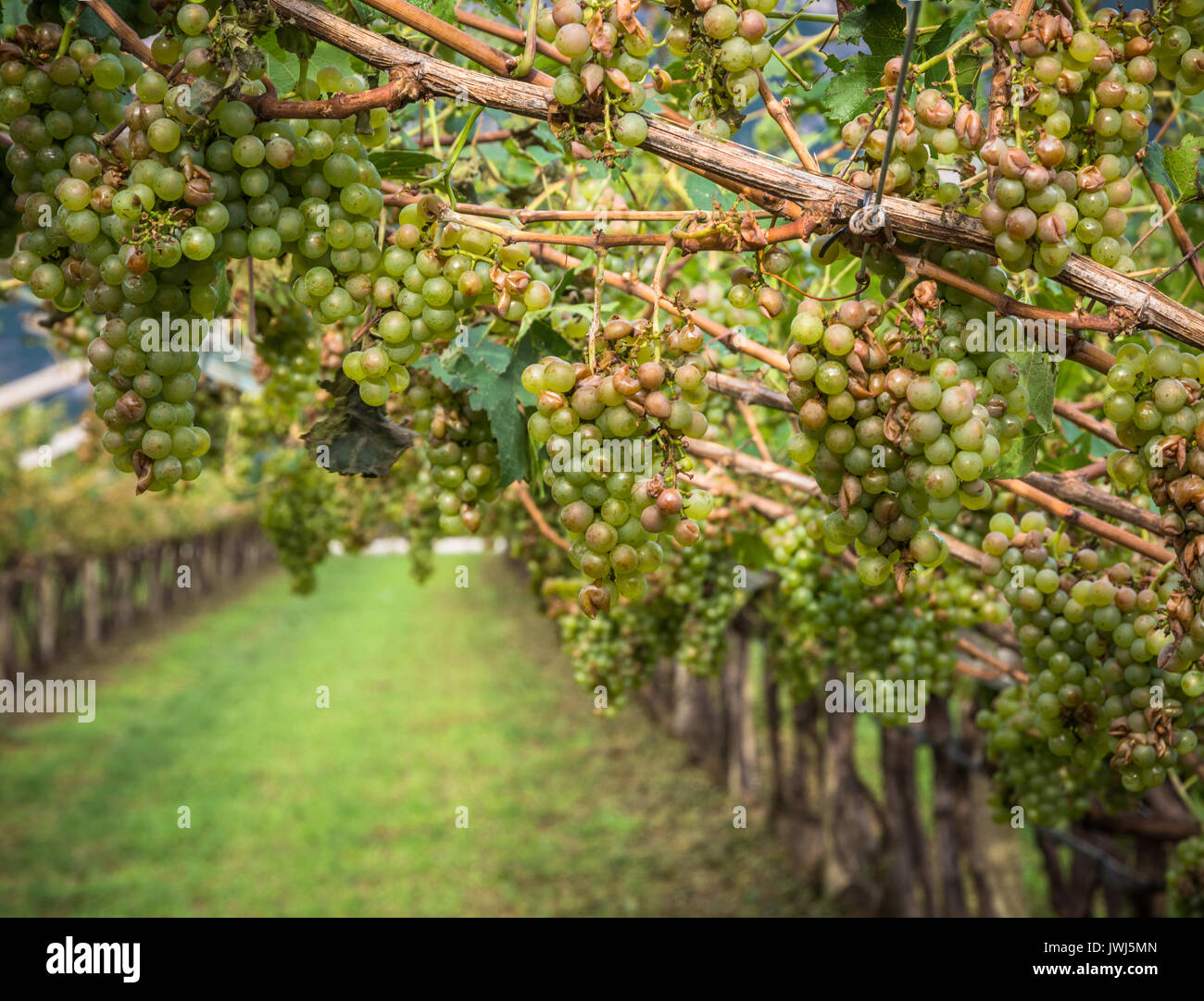 Vineyard and grapes damaged after severe storm with hail destroying the ...