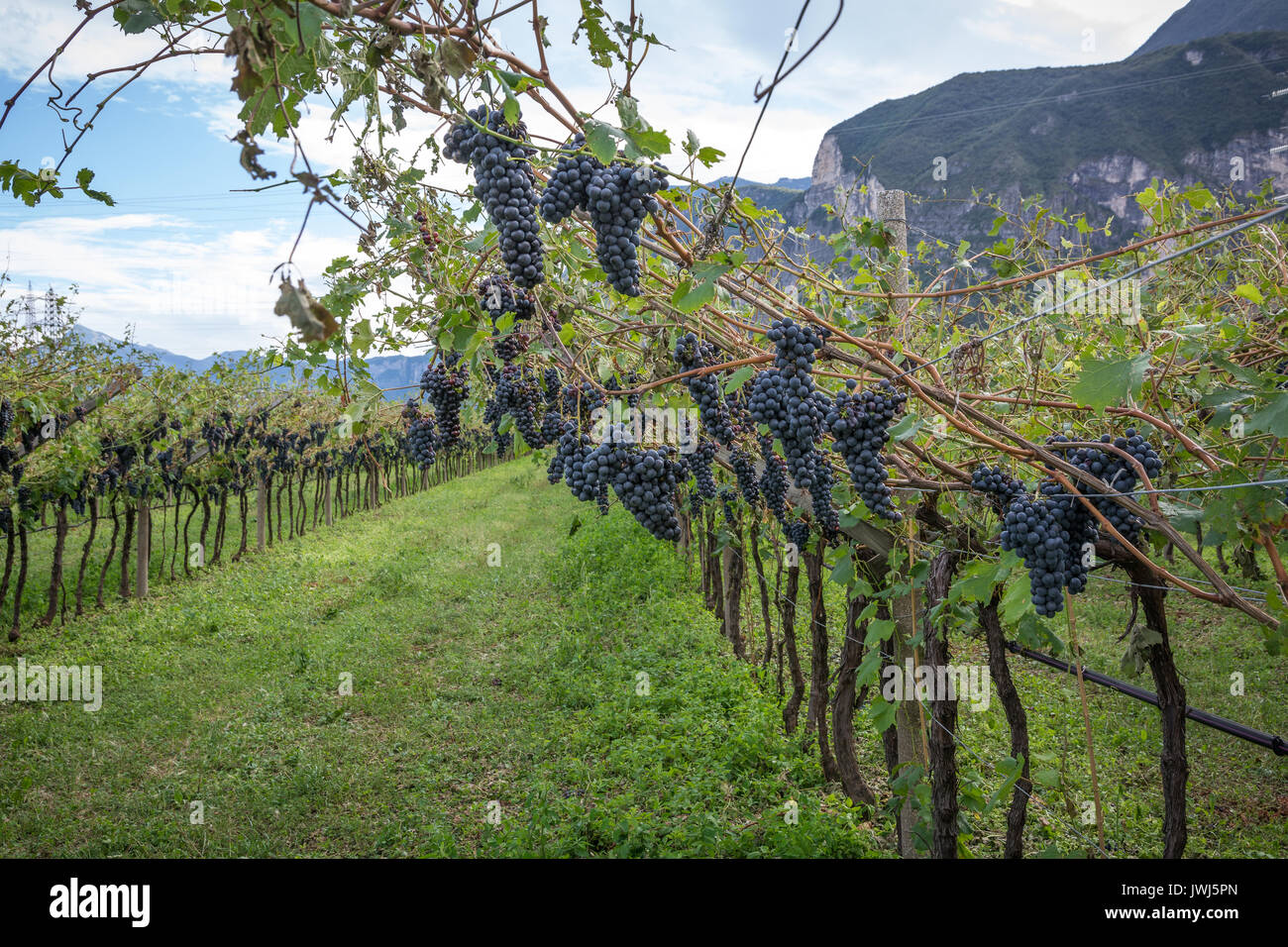 Vineyard and grapes damaged after severe storm with hail destroying the ...
