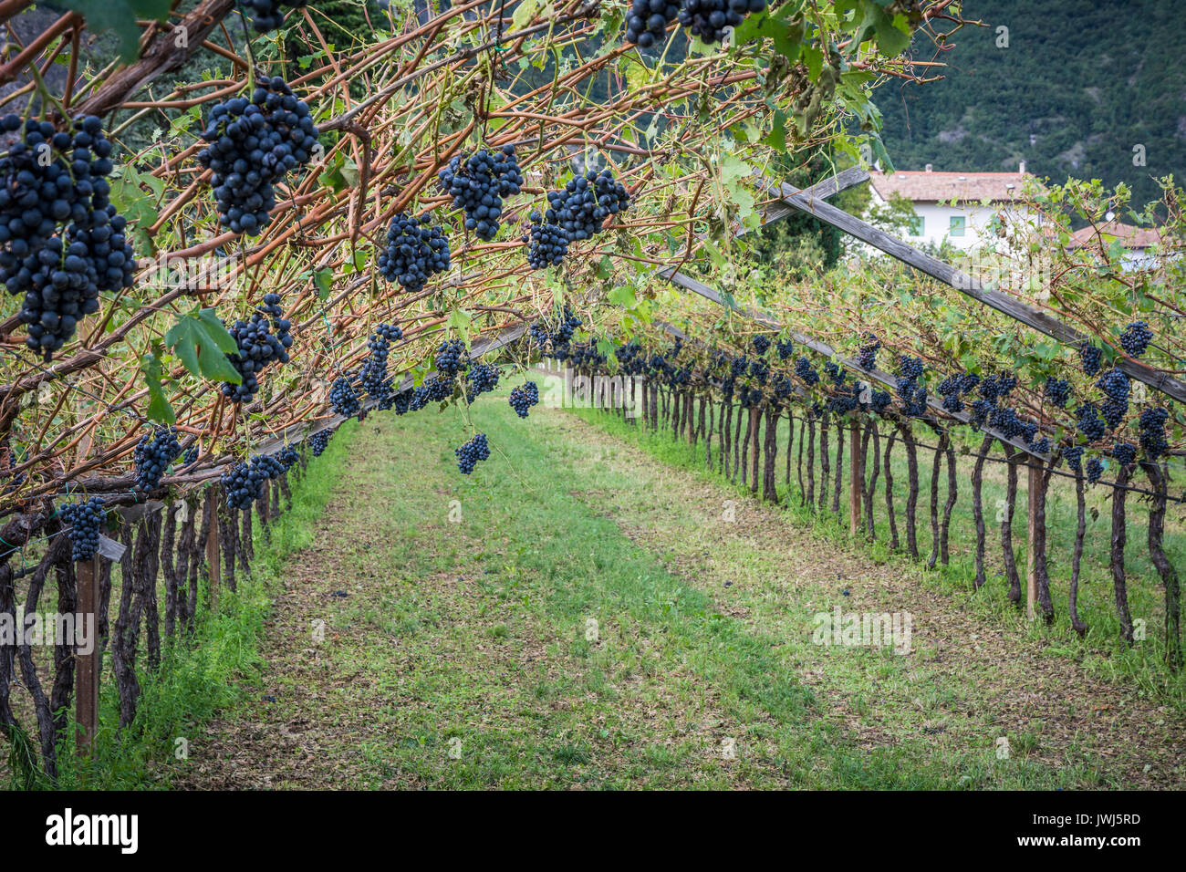 Vineyard and grapes damaged after severe storm with hail destroying the ...