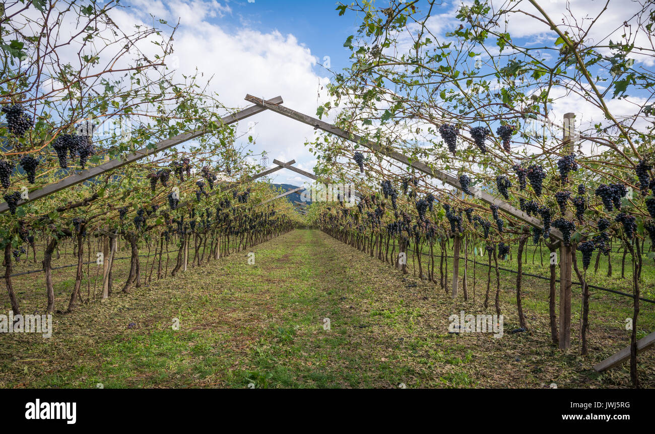 Vineyard and grapes damaged after severe storm with hail destroying the ...