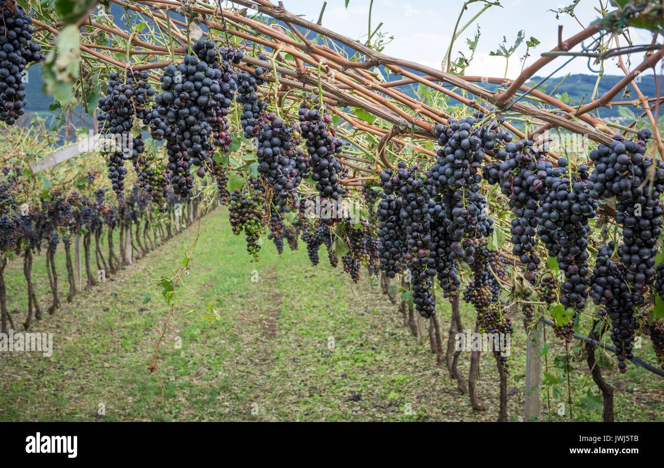Vineyard and grapes damaged after severe storm with hail destroying the ...