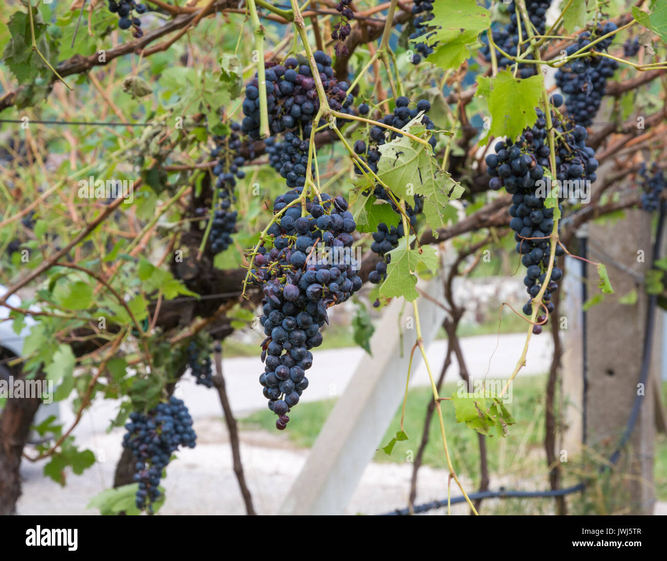 Severe hailstorms hi-res stock photography and images - Alamy